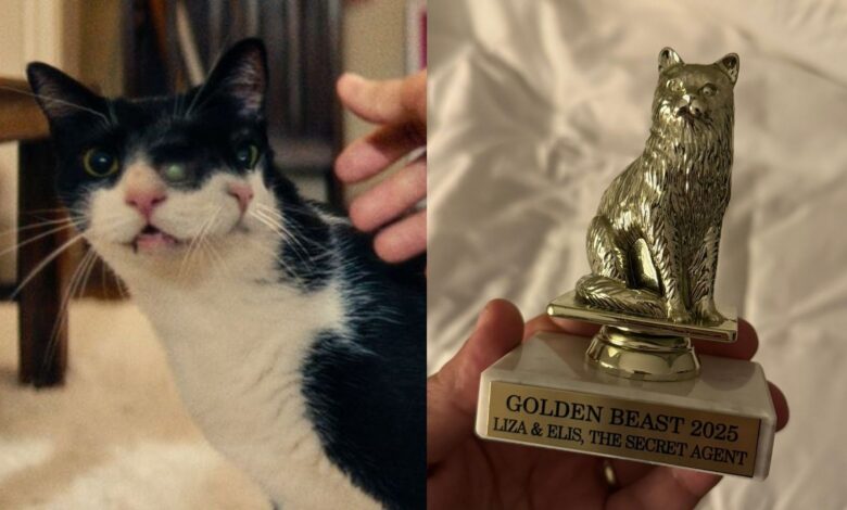 Carminha the Cat Wins Golden Beast Award for Performance in ‘The Secret ...